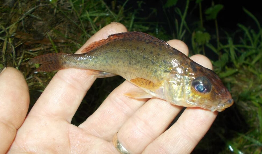 Fishing for ruffe on the local canal - Fishing Buzz